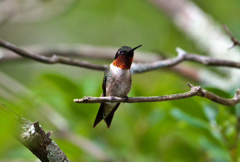 MAY 2021 “Hummingbirds: Jeweled Acrobats in the Garden” | Olde Ripton ...